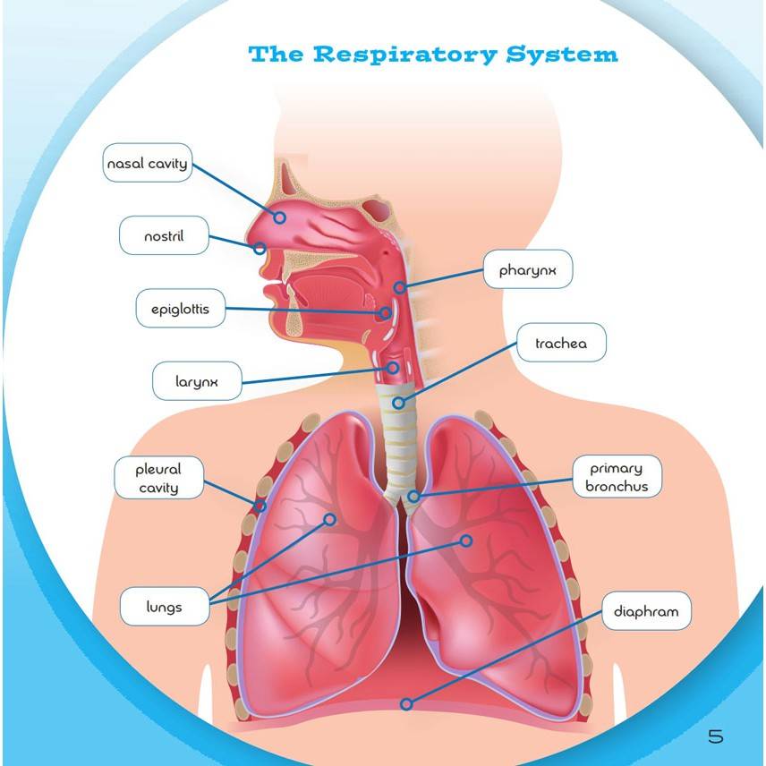 First Facts Your Respiratory System Works 